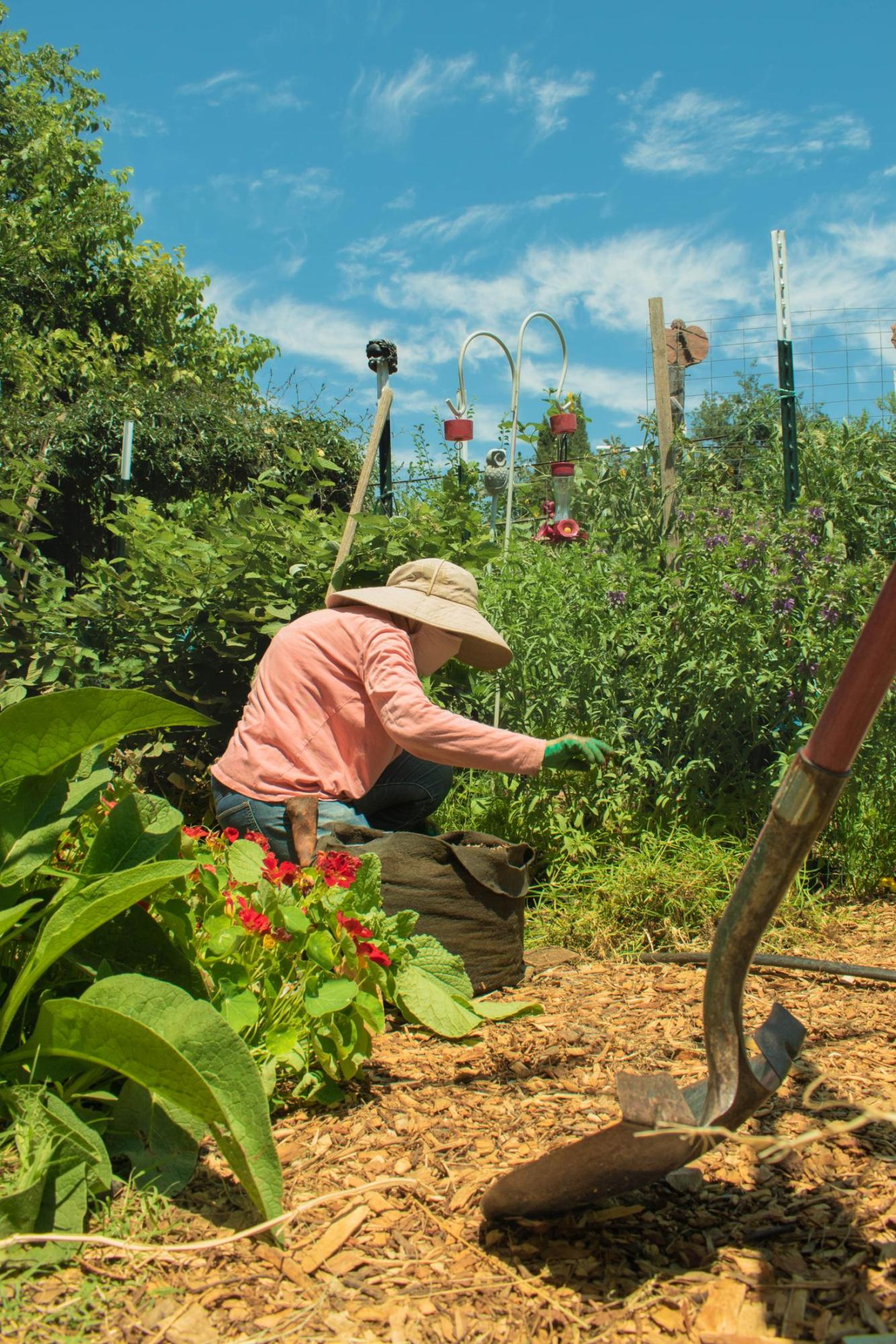 Campus Center for the Environment | ASUCD - ASUCD Community Gardens